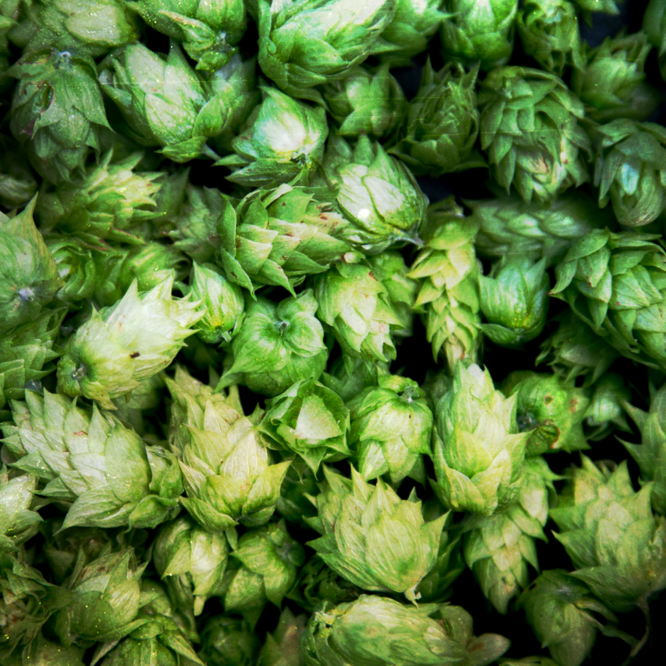 Brewbound Features: San Diego’s Nopalito Farm & Hopyard | Brewbound