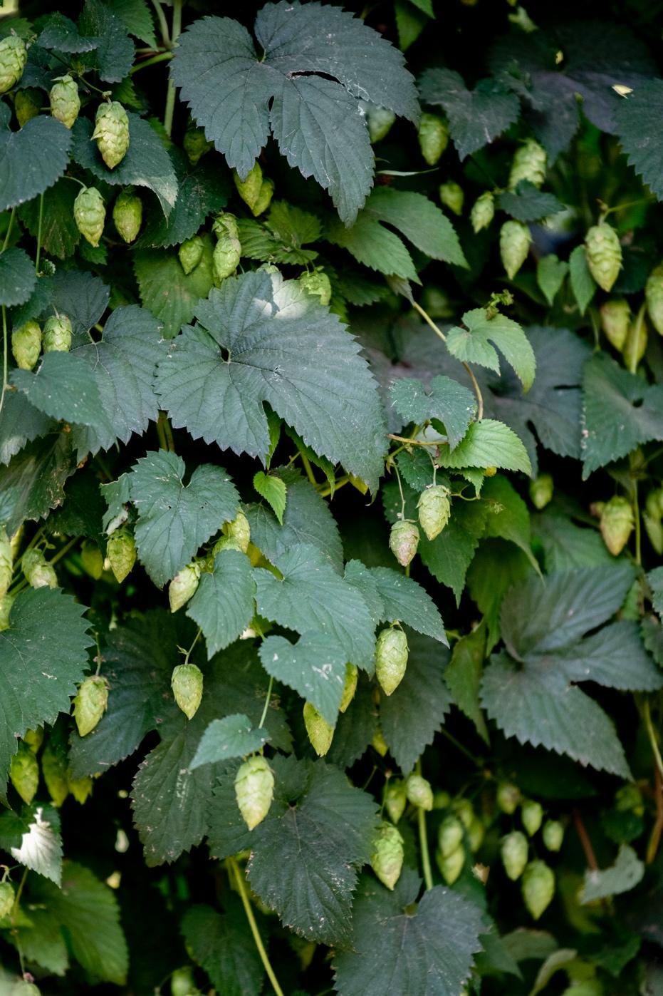 HUMULUS U 2019 | Brewbound