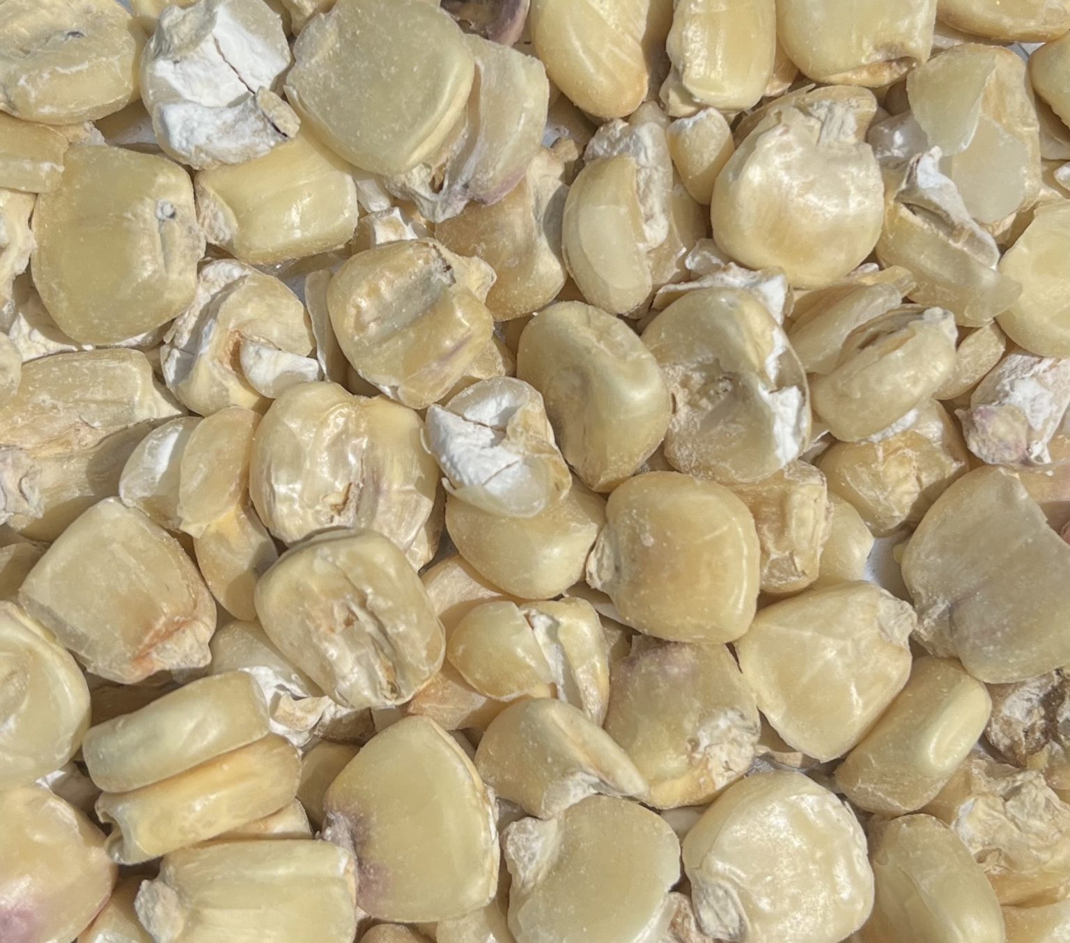 Riverbend Malt House Welcomes Hickory King Corn Malt Variety To Malted ...