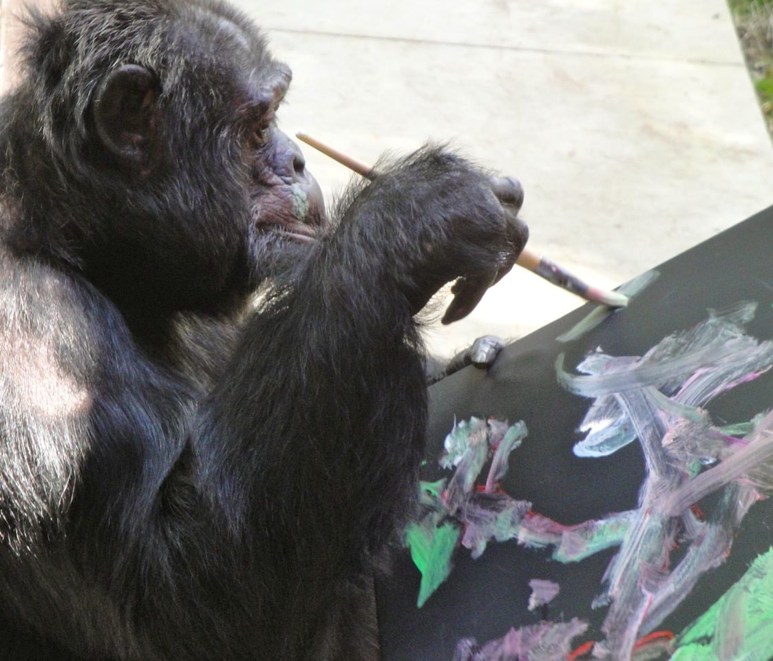 Tripping Animals Brewing Co. Collaborates with Great Ape Sanctuary ...